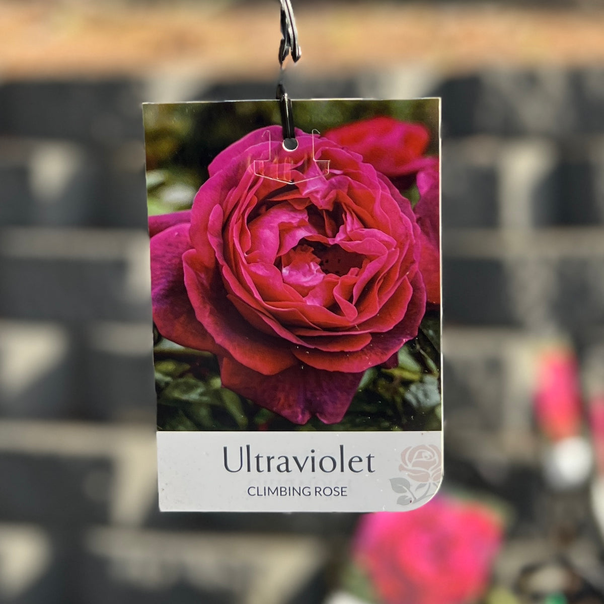 Climbing Rose Ultraviolet - 20cm Pot – Warran Glen Garden Centre & Cafe