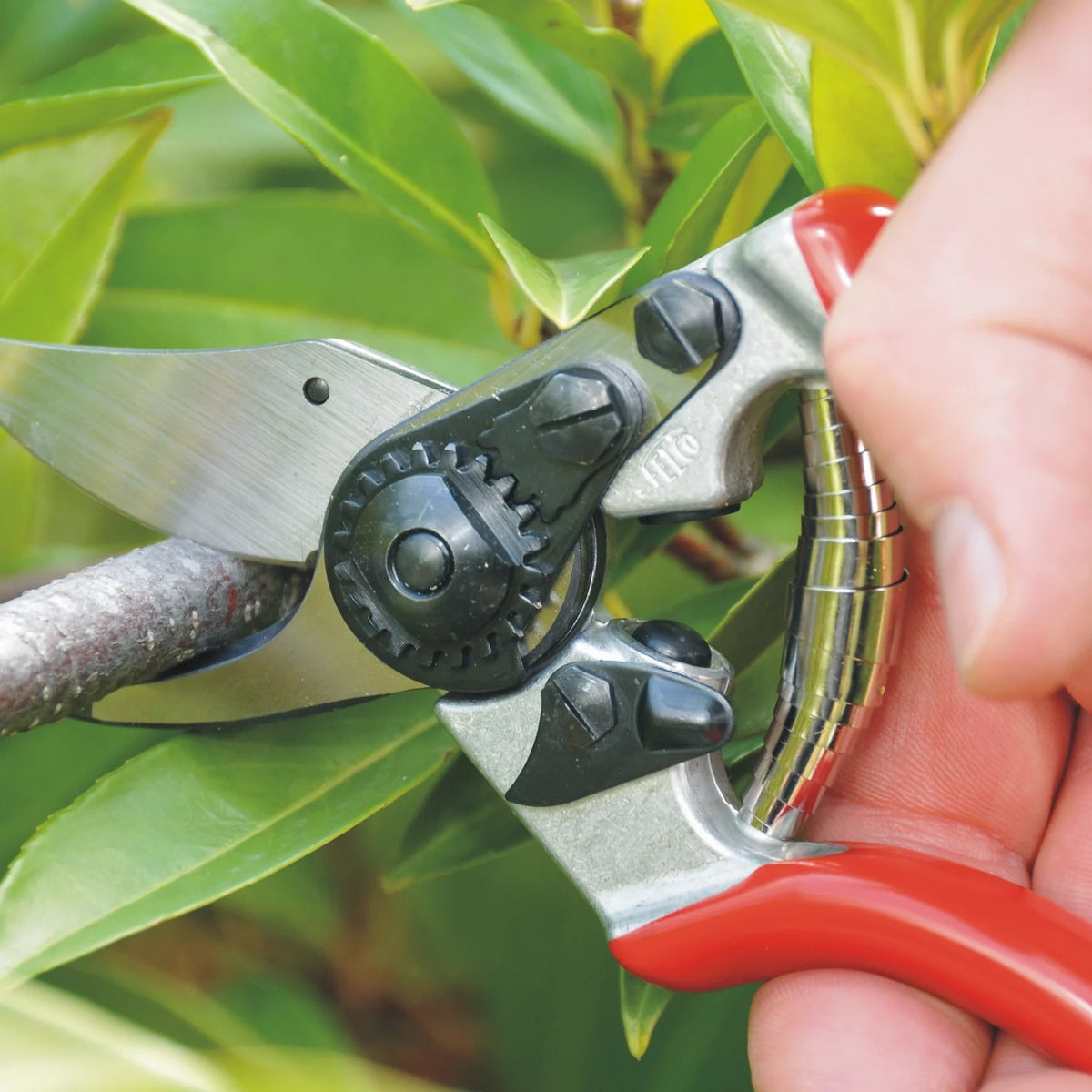 Felco 6 Pruner - Ergonomic Compact – Warran Glen Garden Centre & Cafe