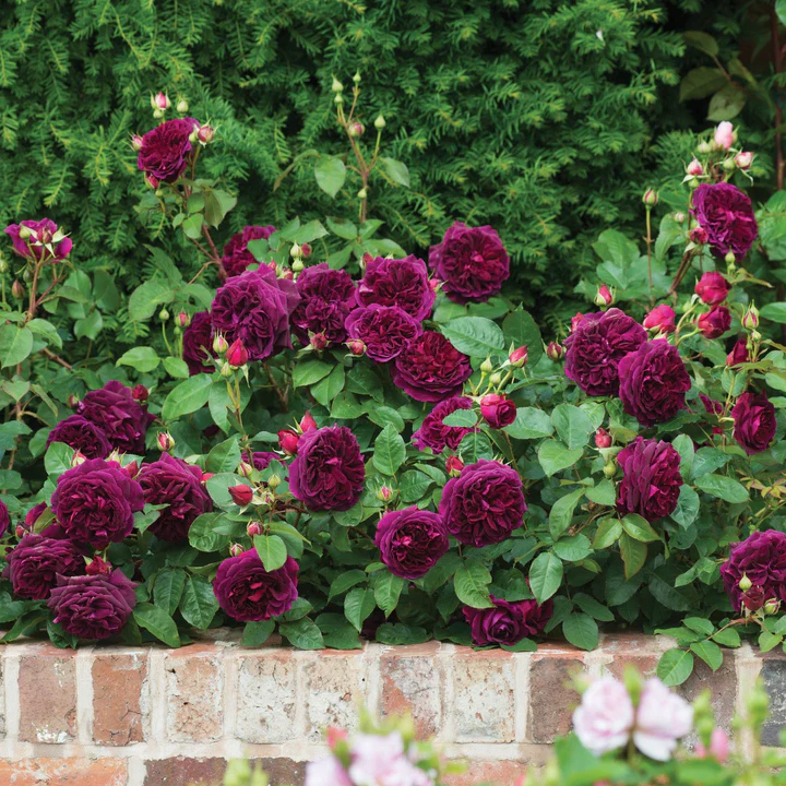 David Austin Bush Rose Munstead Wood - 20cm Pot – Warran Glen Garden ...