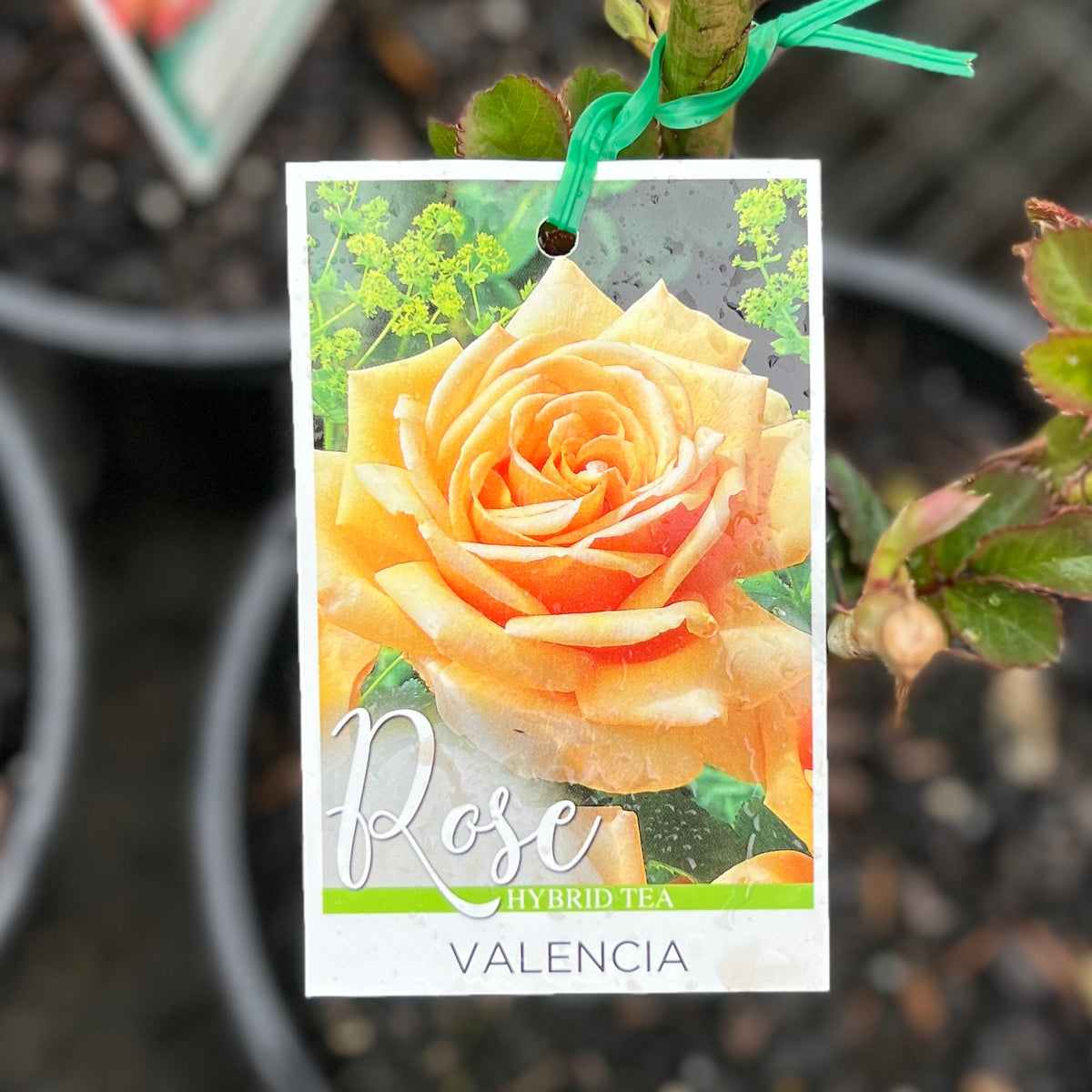 Standard Rose Valencia - 90cm/3ft | 20cm Pot – Warran Glen Garden ...