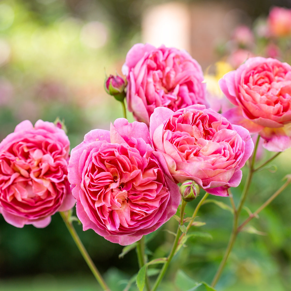 David Austin Bush Rose Boscobel - 20cm Pot – Warran Glen Garden Centre ...