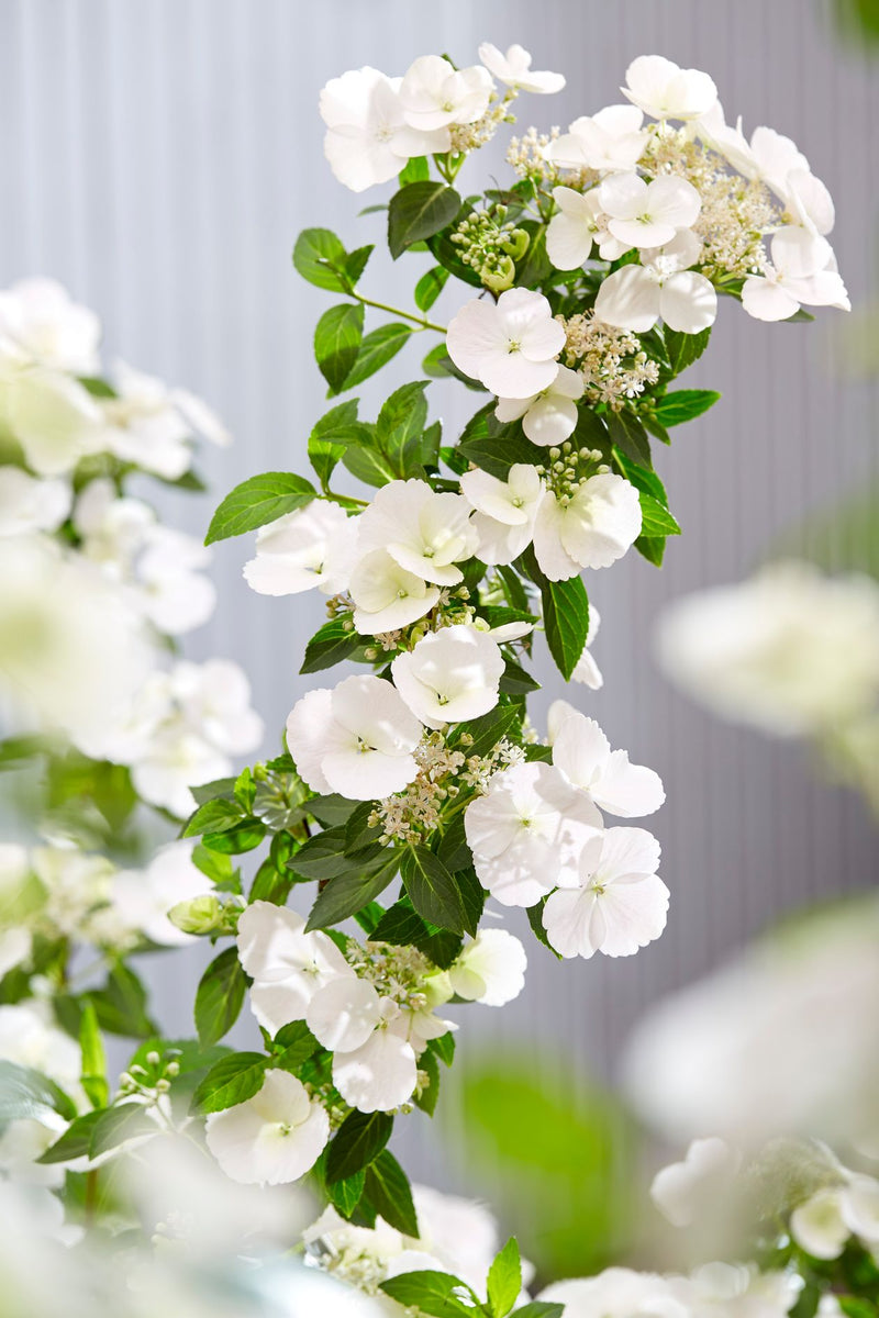 RUNAWAY BRIDE™ Hydrangea hybrid ‘USHYD0405’ - 20cm Pot – Warran Glen ...
