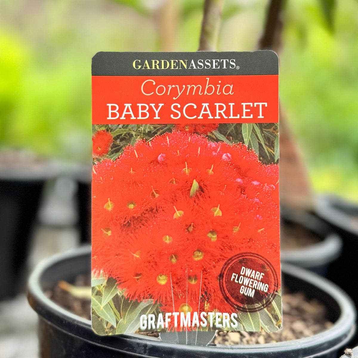 Corymbia Ficifolia Grafted Baby Scarlet - 20cm Pot – Warran Glen Garden ...